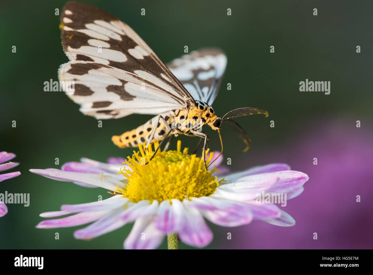 Macrophotography of a black and white moth on flowers Stock Photo - Alamy