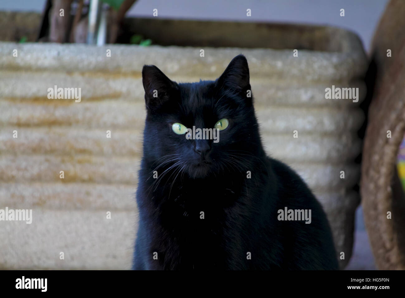 black stray cat Stock Photo - Alamy