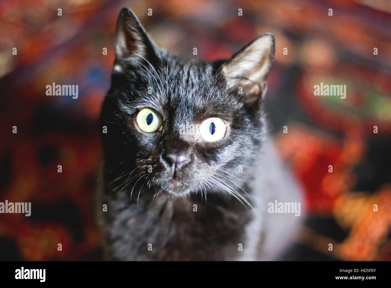young black cat indoor Stock Photo - Alamy