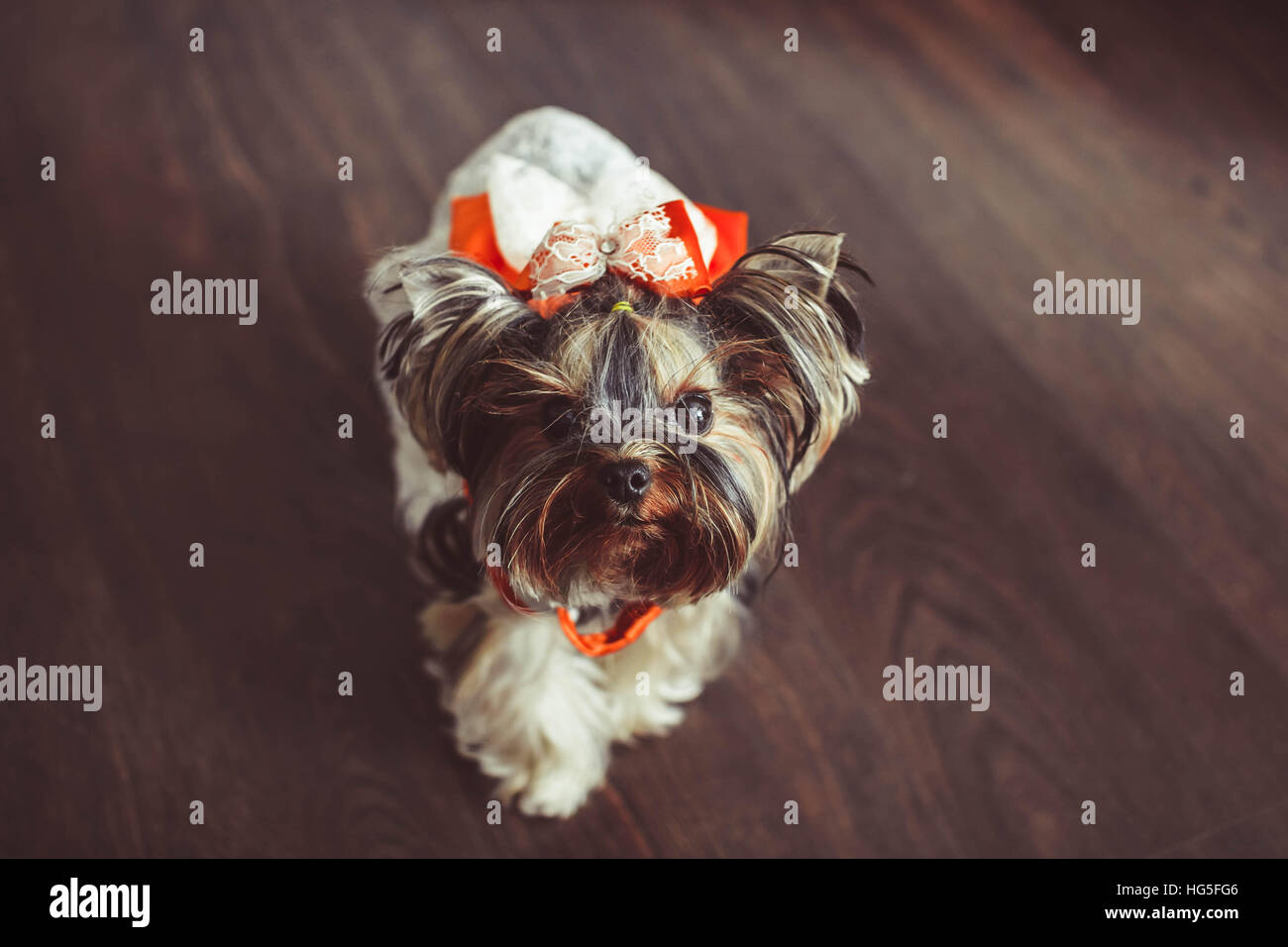 small dog with a bow Stock Photo - Alamy