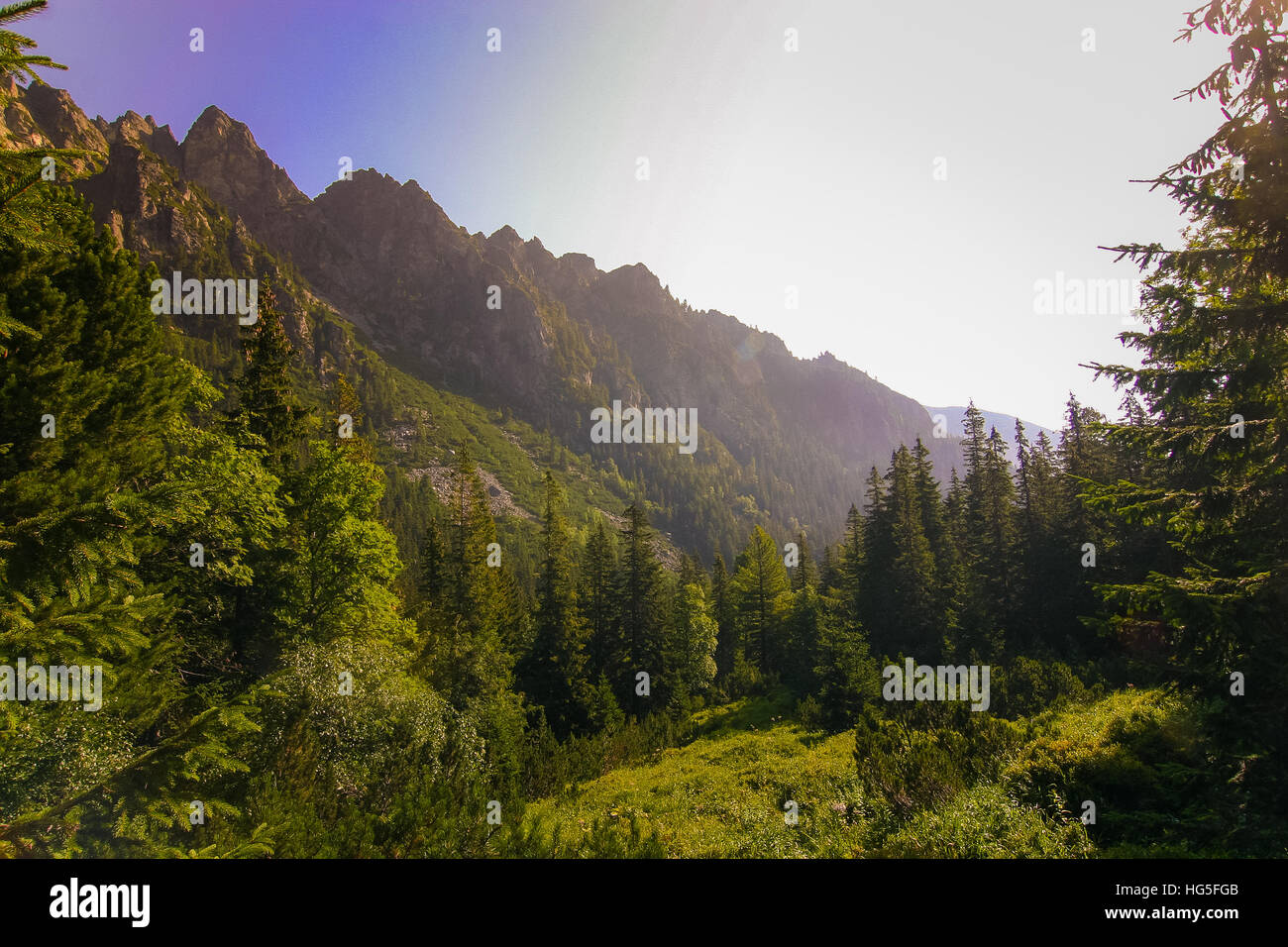 A beautiful mountain landscape with trees Stock Photo - Alamy
