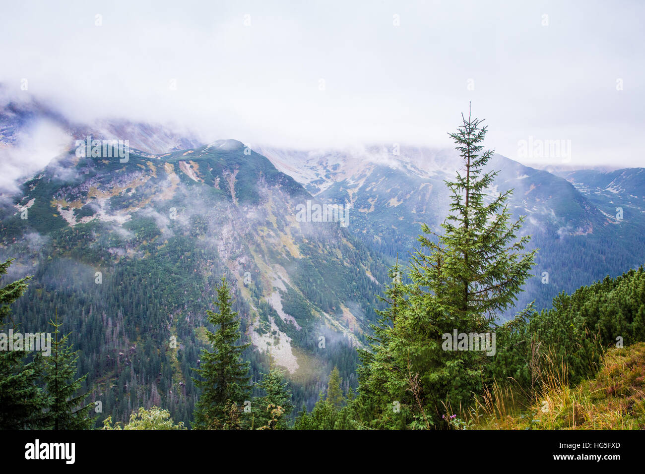 A beautiful mountain landscape with trees Stock Photo - Alamy