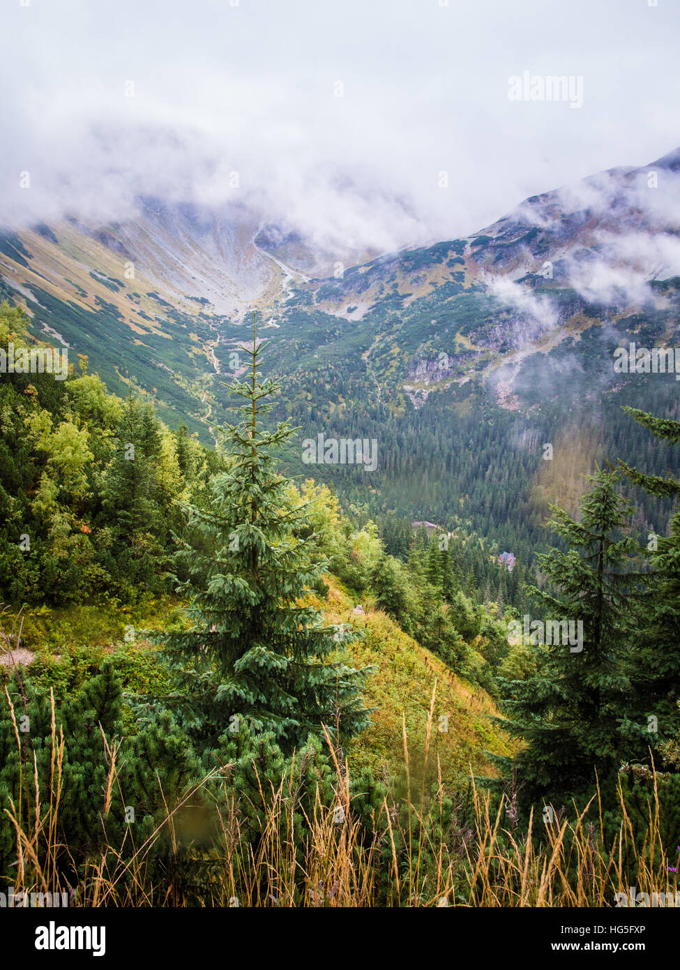 A beautiful mountain landscape with trees Stock Photo - Alamy