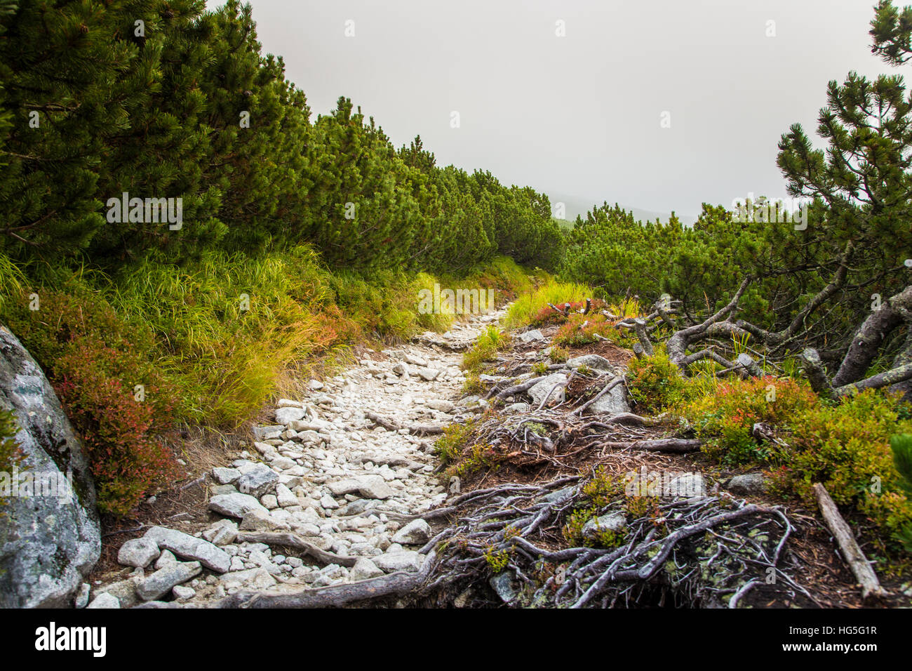 A beautiful mountain landscape with trees Stock Photo - Alamy