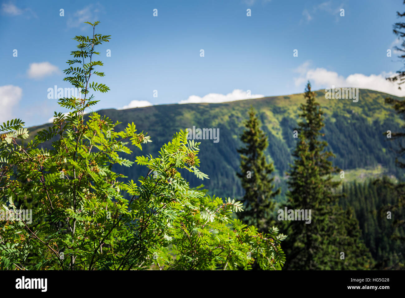 A beautiful mountain landscape with trees Stock Photo - Alamy