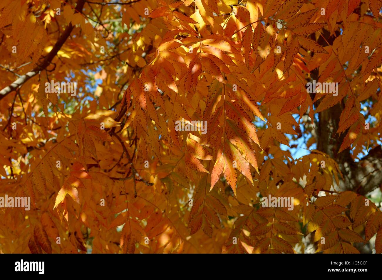 Yellow leaves in the fall Stock Photo - Alamy