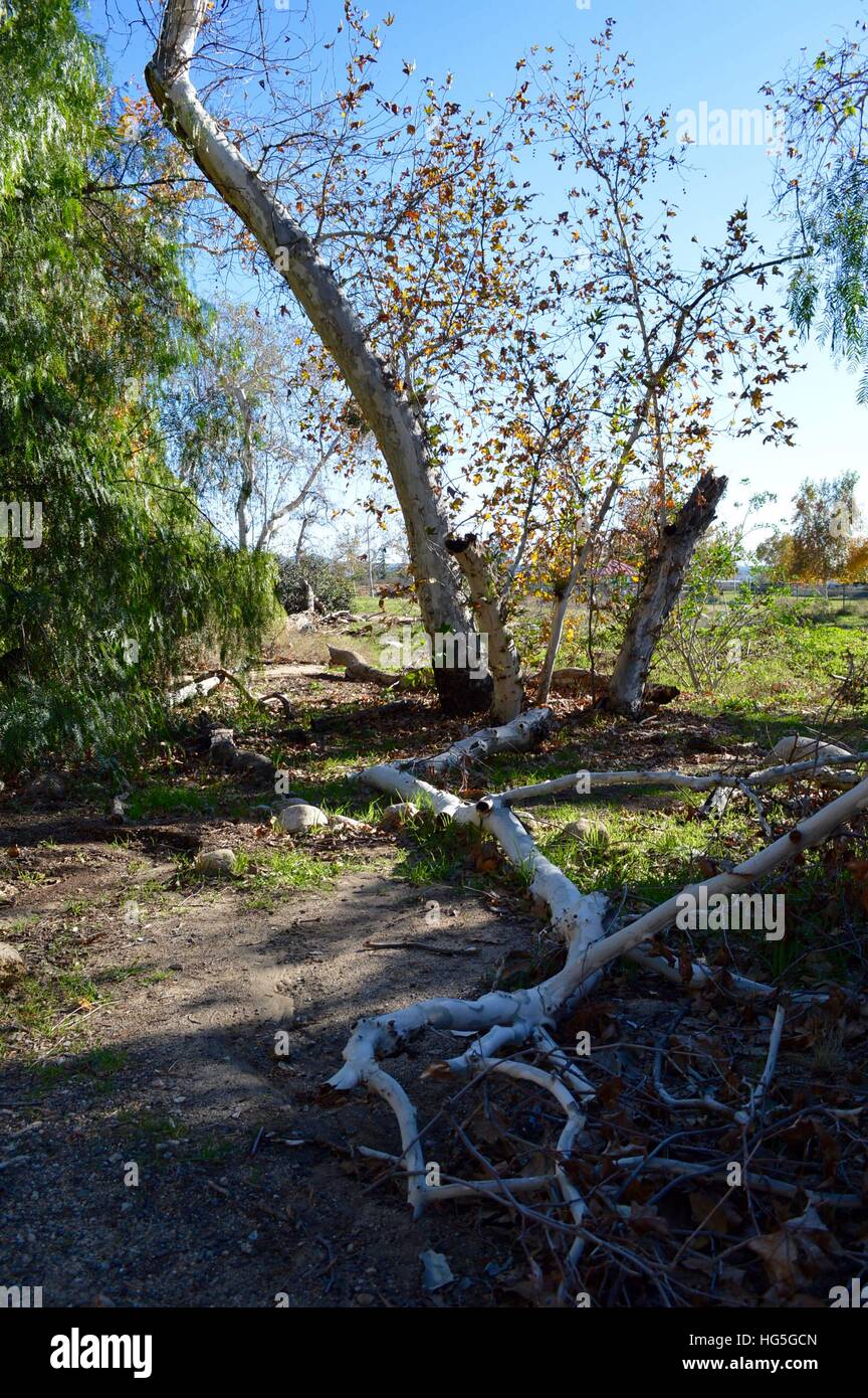 A forest scene with fallen branches Stock Photo - Alamy