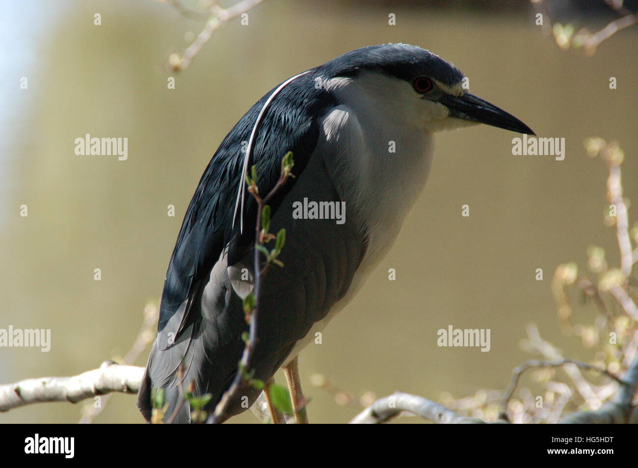 A Black Crowned Night Heron stalks in the trees of Lake Anza near ...