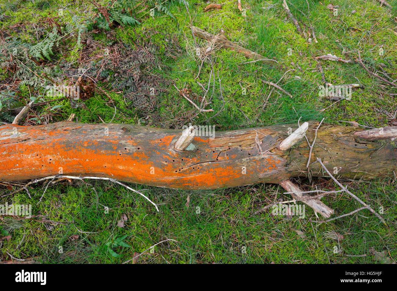 Orange fungus rotting wood hi-res stock photography and images - Alamy