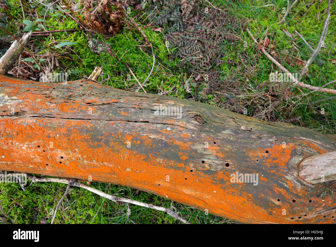 Wood in nature hi-res stock photography and images - Alamy