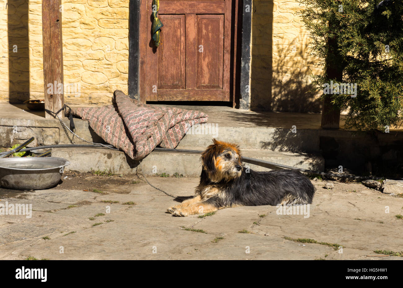 Dog close door High Resolution Stock Photography and Images - Alamy