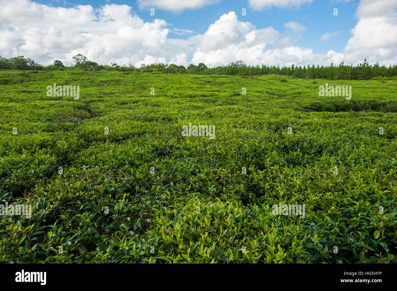 Tea plantation in Bois Cheri, Mauritius Stock Photo - Alamy