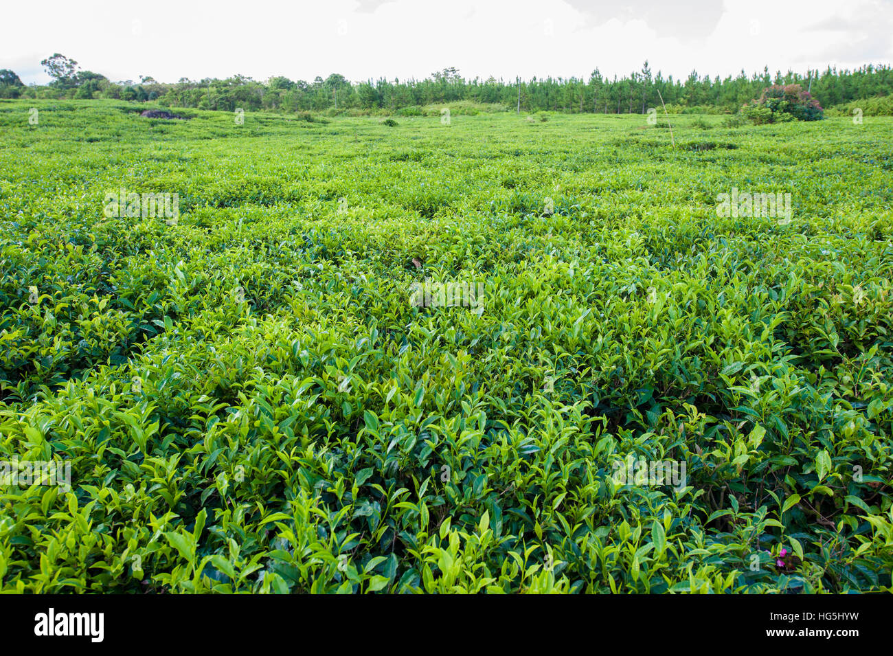 Tea plantation in Bois Cheri, Mauritius Stock Photo - Alamy