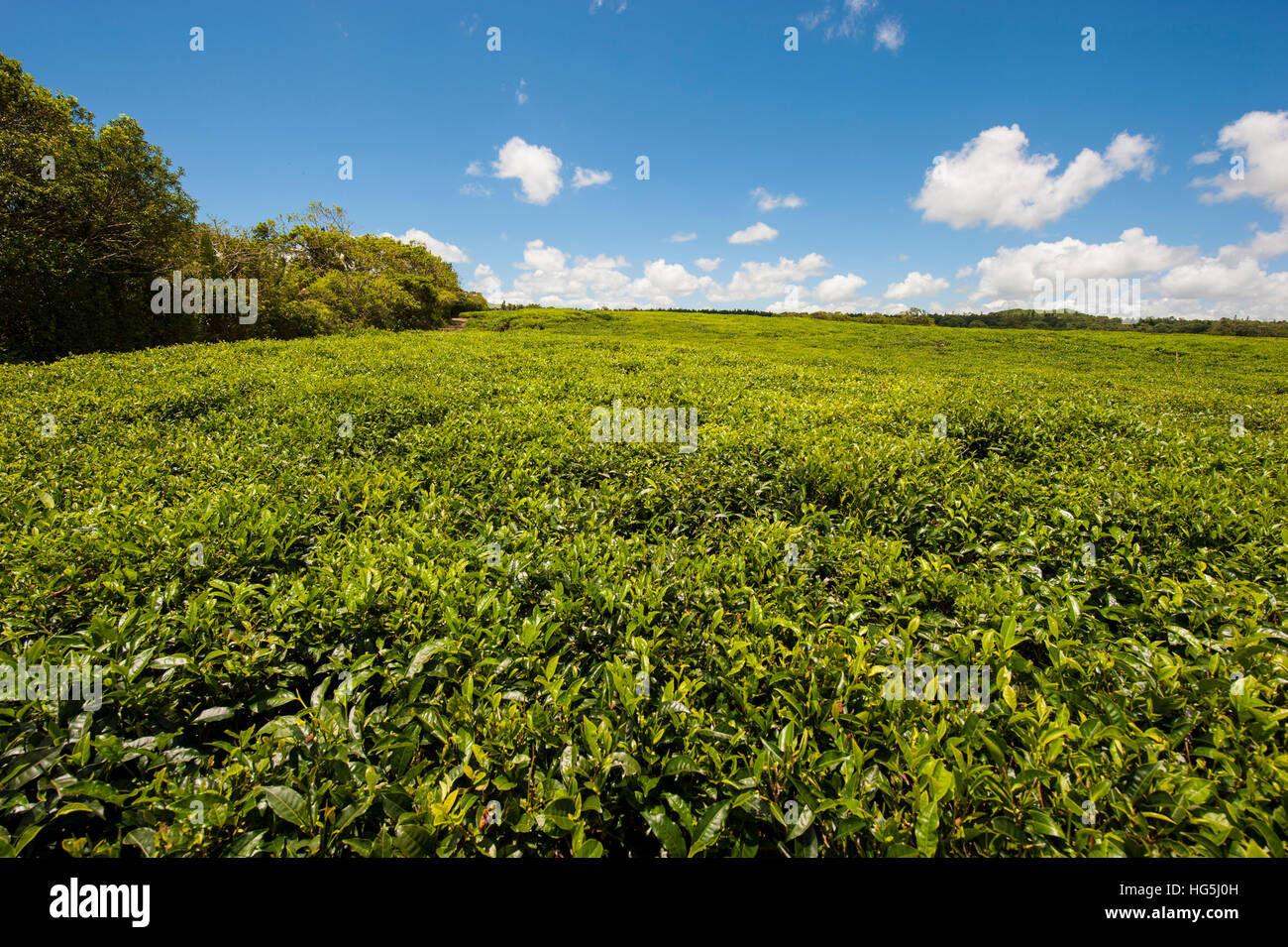Tea plantation in Bois Cheri, Mauritius Stock Photo - Alamy