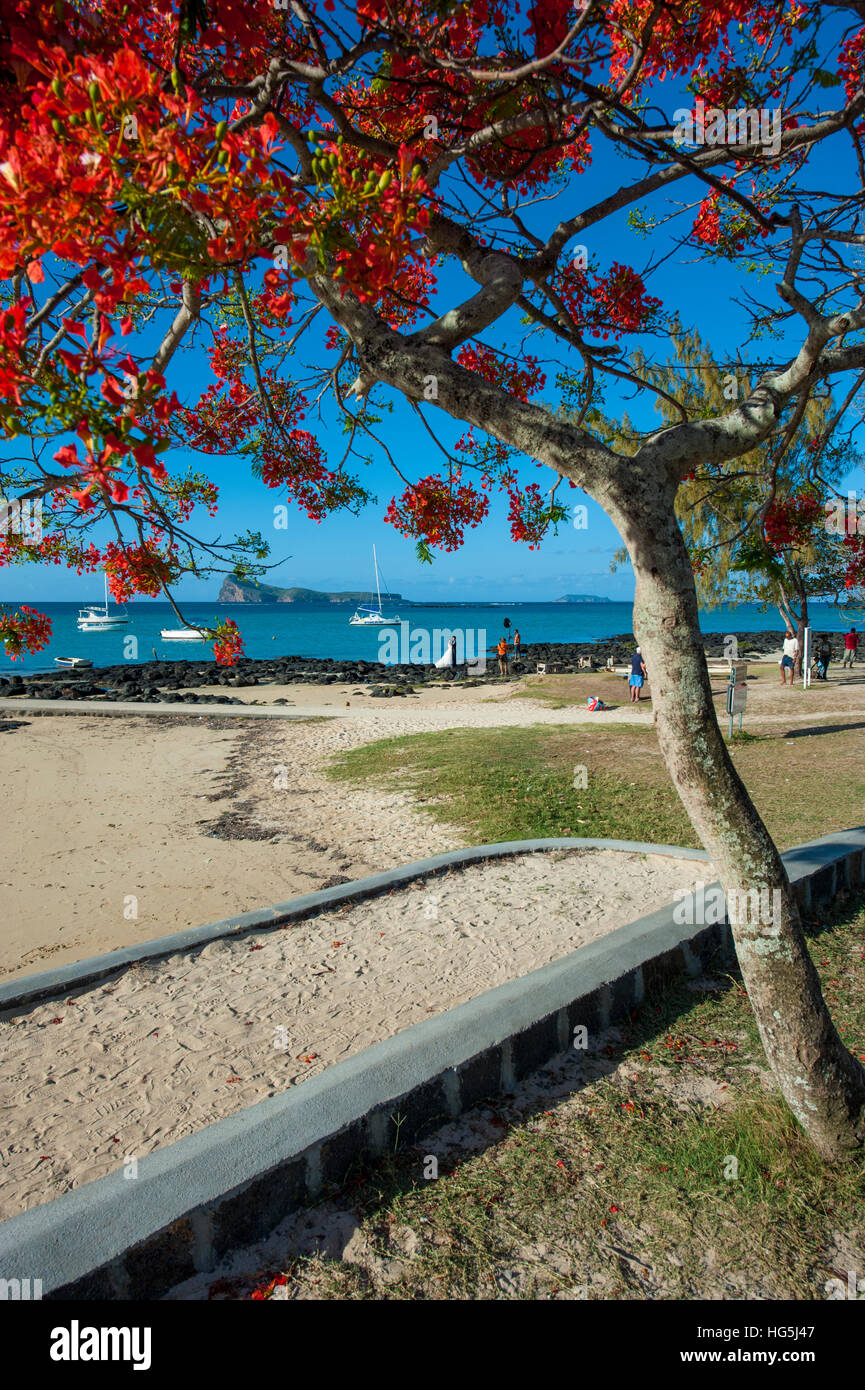 Mauritius flamboyant tree flame tree hi-res stock photography and ...