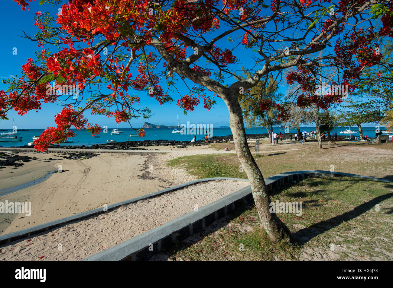 Mauritius flamboyant tree flame tree hi-res stock photography and ...