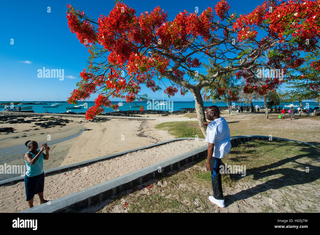 Mauritius Flamboyant Tree Flame Tree High Resolution Stock Photography ...