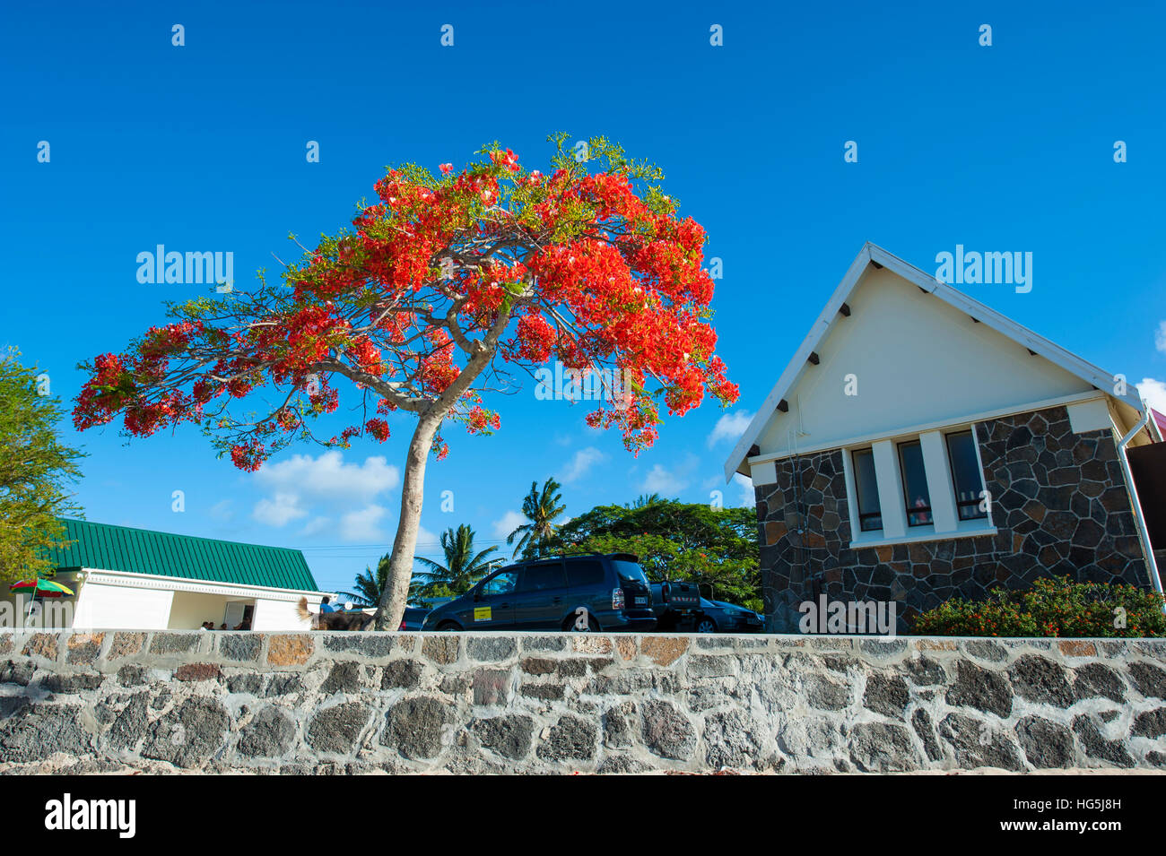 A flamboyant tree in Cap Malheureux, Mauritius Stock Photo - Alamy