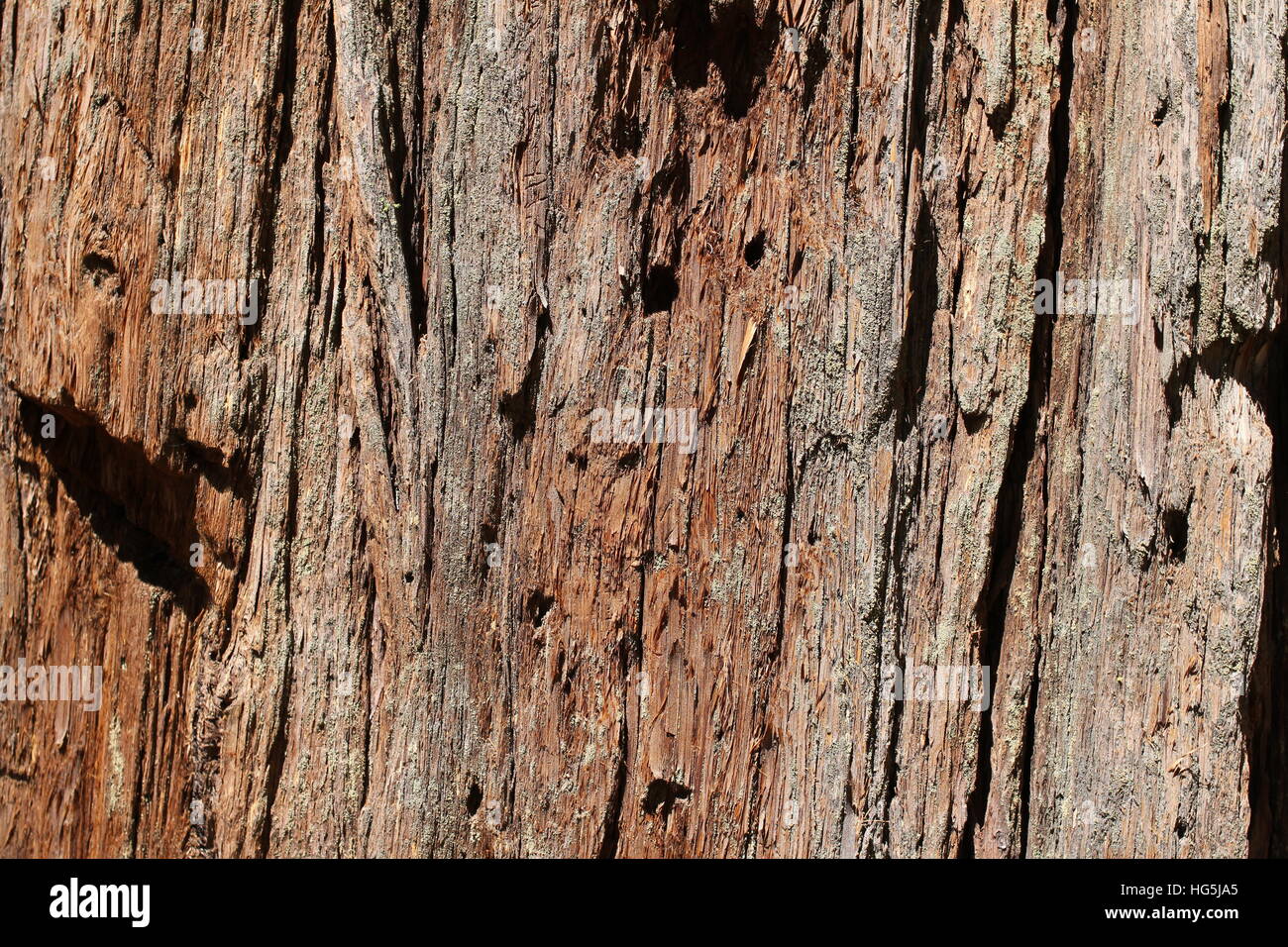 Bark of redwood tree Stock Photo - Alamy