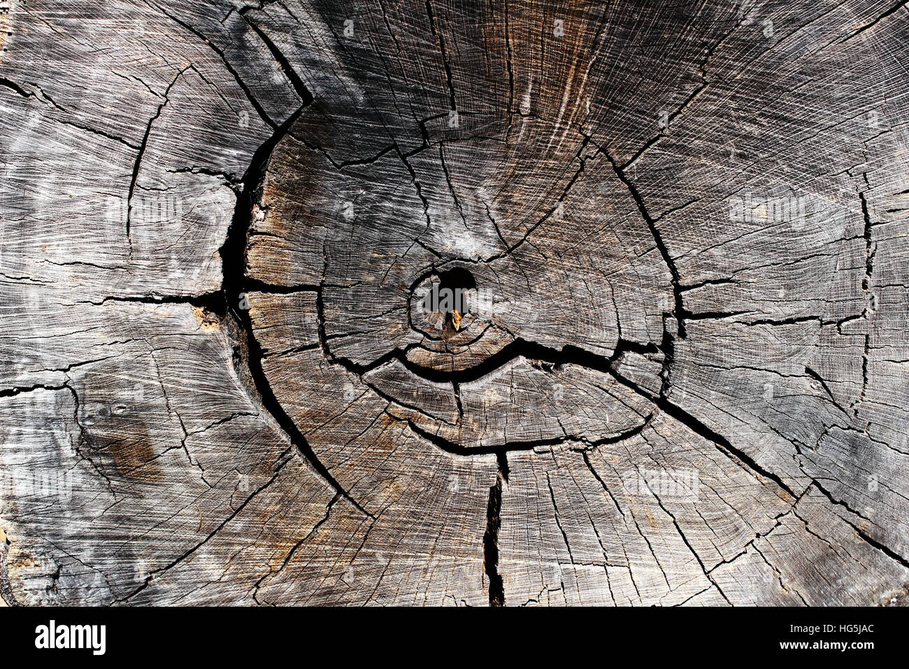 Redwood cross section hi-res stock photography and images - Alamy