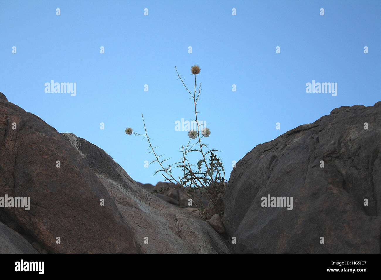 A diamond in the rough Stock Photo - Alamy