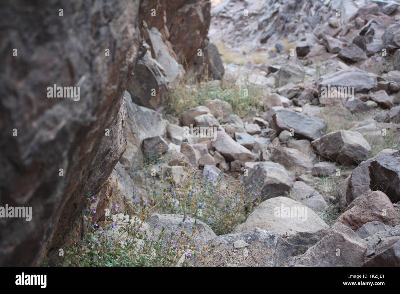 Grass in the rocks Stock Photo - Alamy