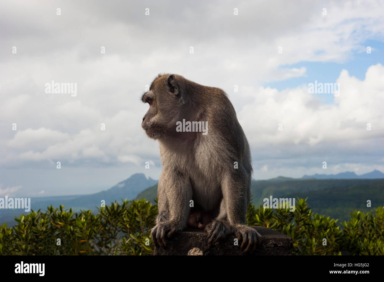 A free living macaque in the Black River Gorges National Park ...