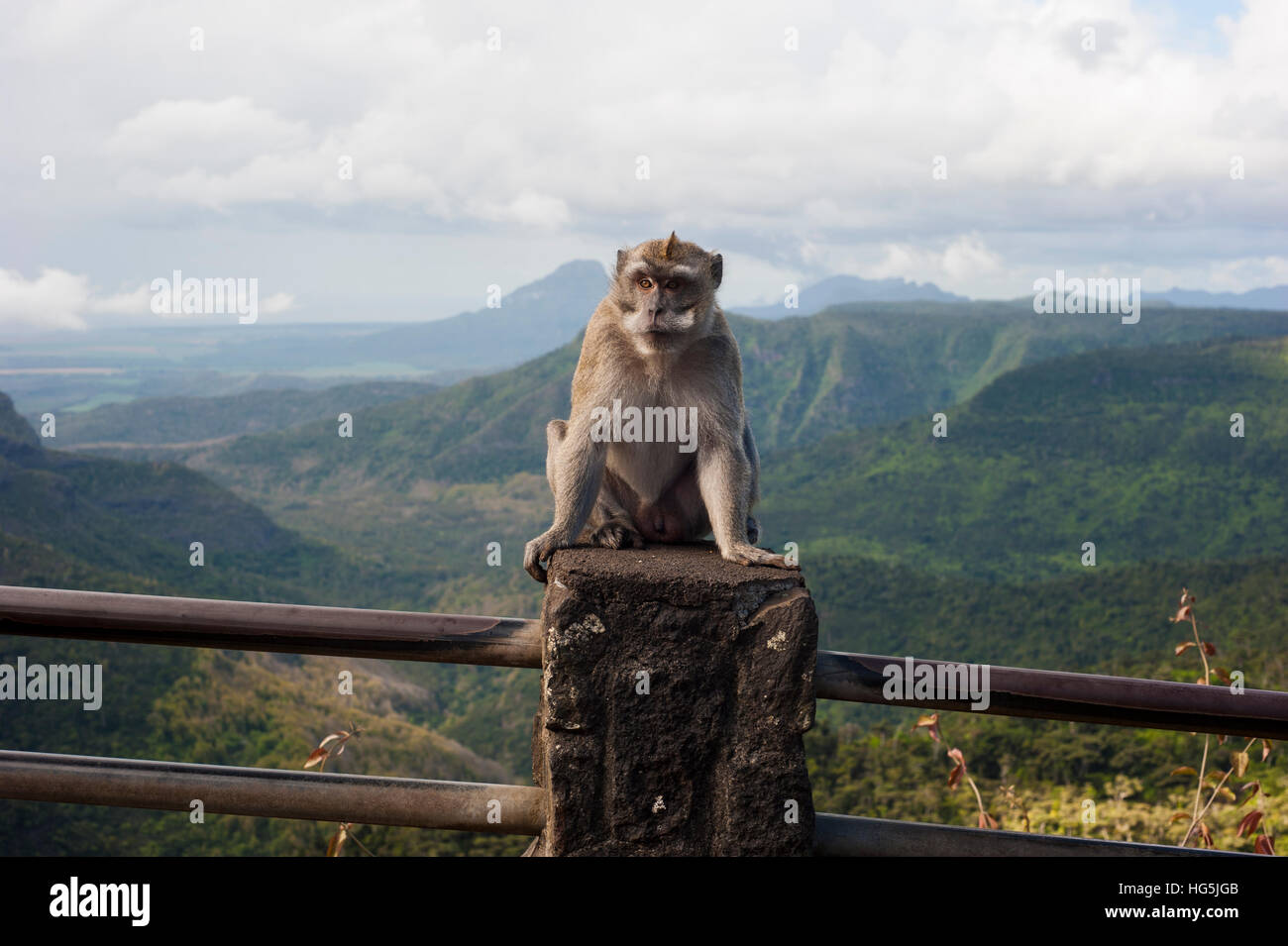 A free living macaque in the Black River Gorges National Park ...