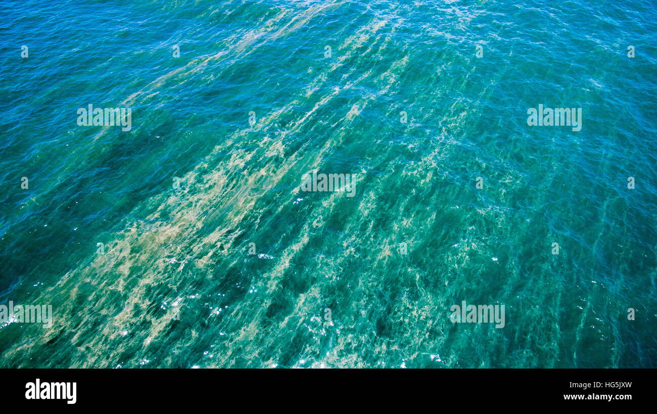 Trichodesmium sp. – a cyanobacteria (blue-green algae), and is also ...