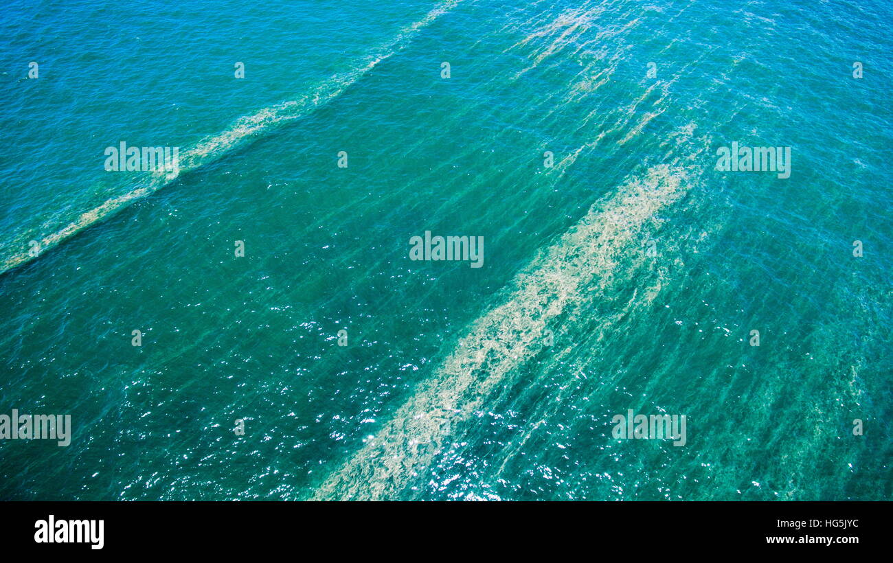 Trichodesmium sp. – a cyanobacteria (blue-green algae), and is also ...