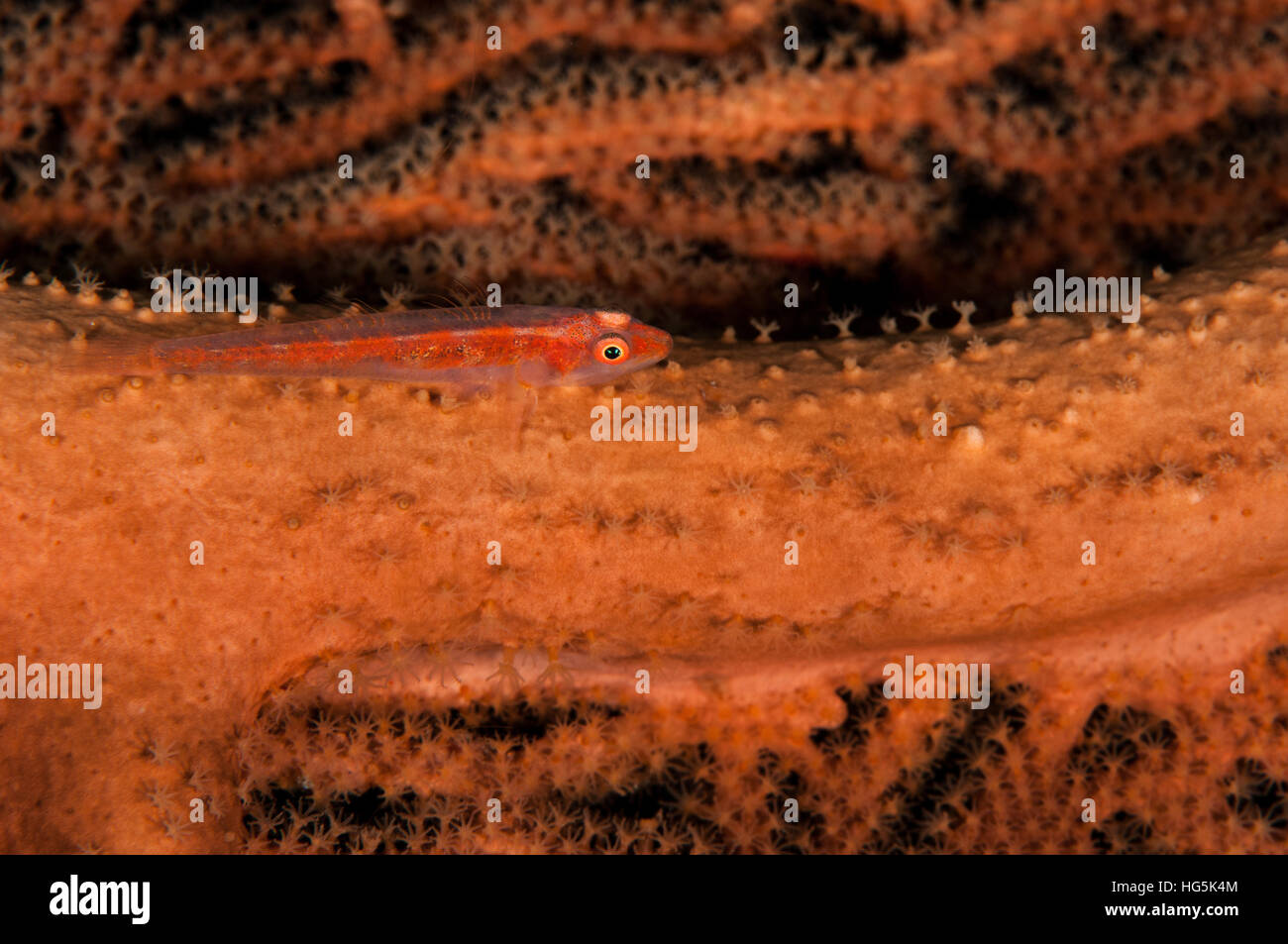 Loki Whip Goby (Bryaninops loki) in Bali, Indonesia Stock Photo - Alamy