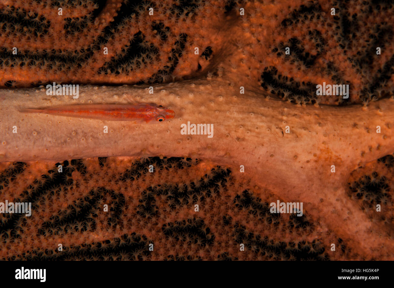 Loki Whip Goby (Bryaninops loki) in Bali, Indonesia Stock Photo - Alamy
