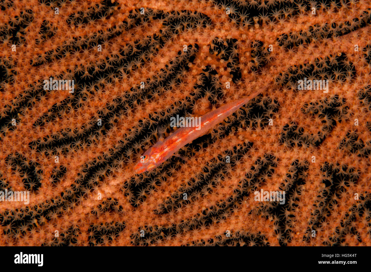 Loki Whip Goby (Bryaninops loki) in Bali, Indonesia Stock Photo - Alamy