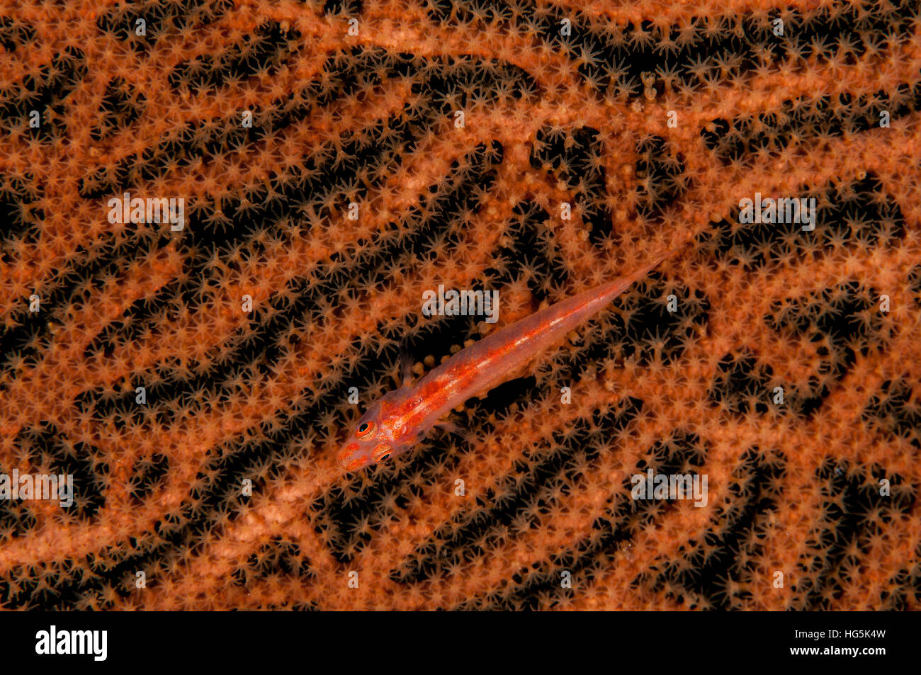 Loki Whip Goby Stock Photos & Loki Whip Goby Stock Images - Alamy