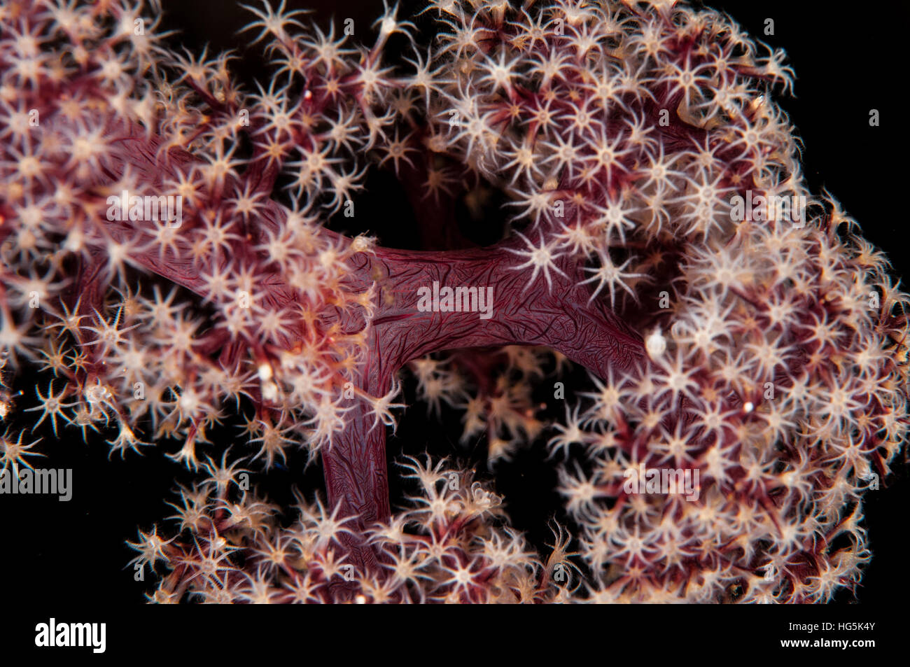 Octocoral, Bali, Indonesia Stock Photo - Alamy