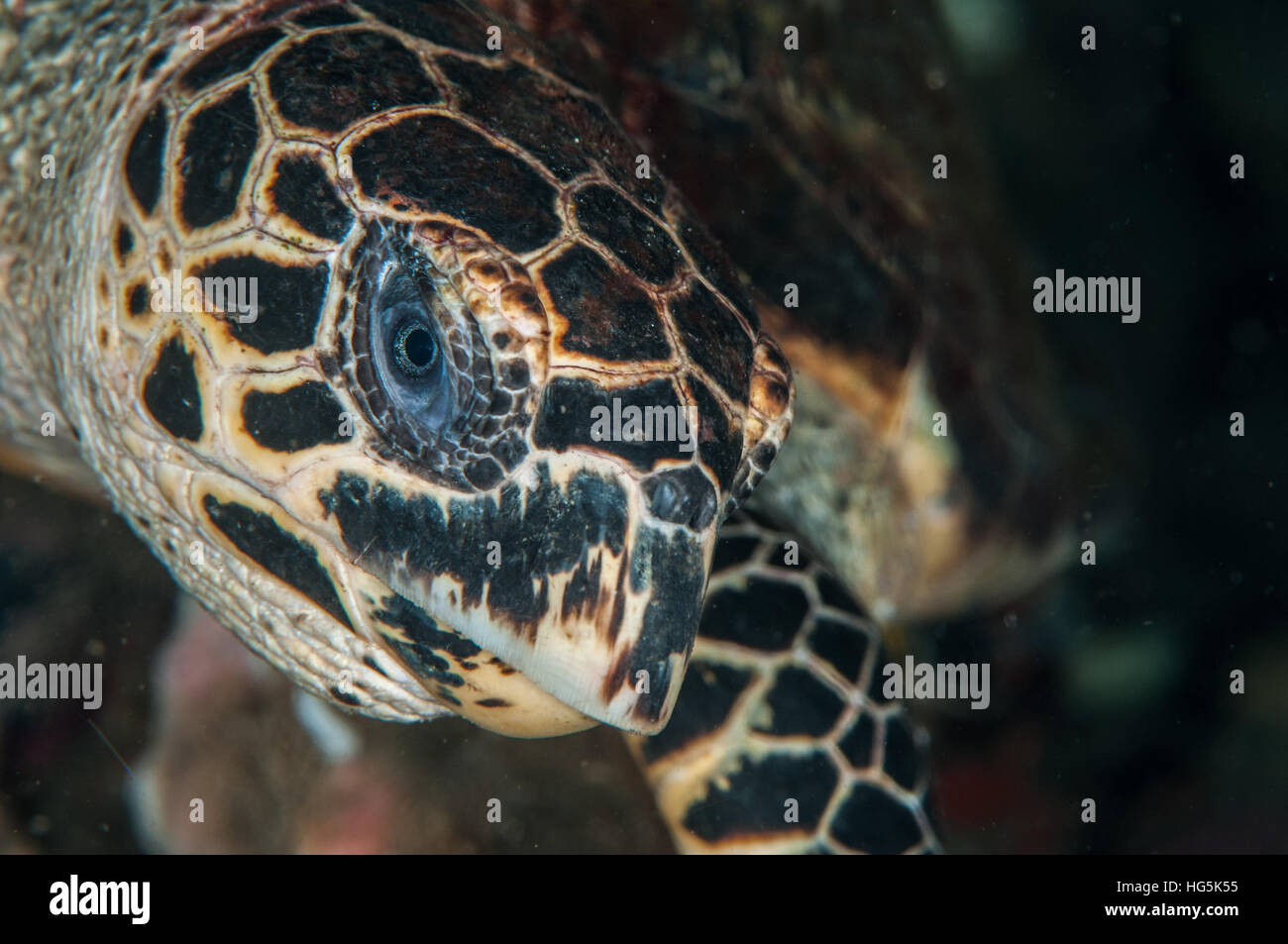 Pacific hawksbill turtle, Bali, Indonesia Stock Photo - Alamy
