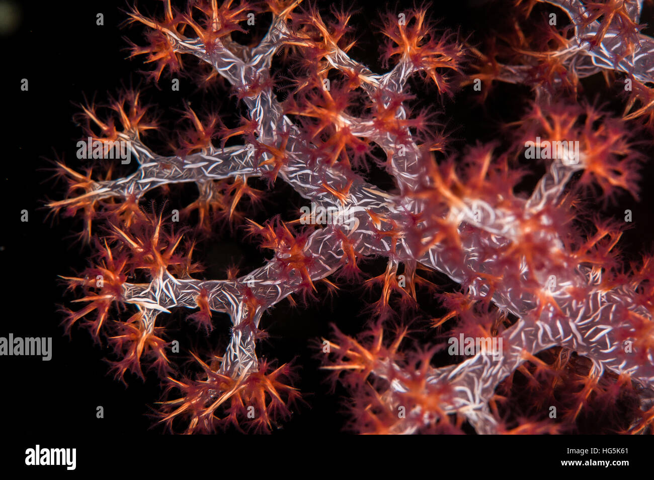 Octocoral hi-res stock photography and images - Alamy