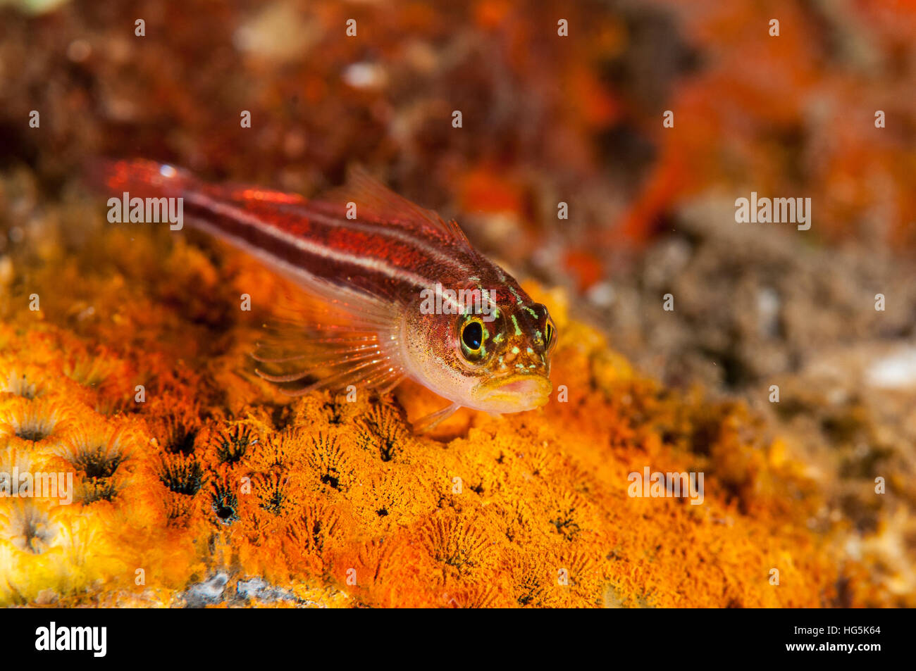 Striped Triplefin (Helcogramma striata), Bali, Indonesia Stock Photo ...