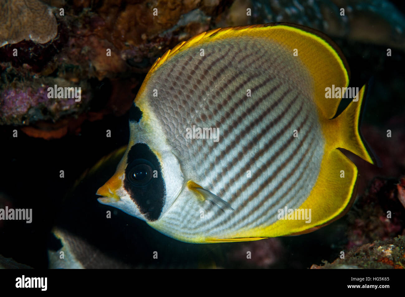 Philippine butterflyfish (Chaetodon adiergastos), bali, Indonesia Stock ...