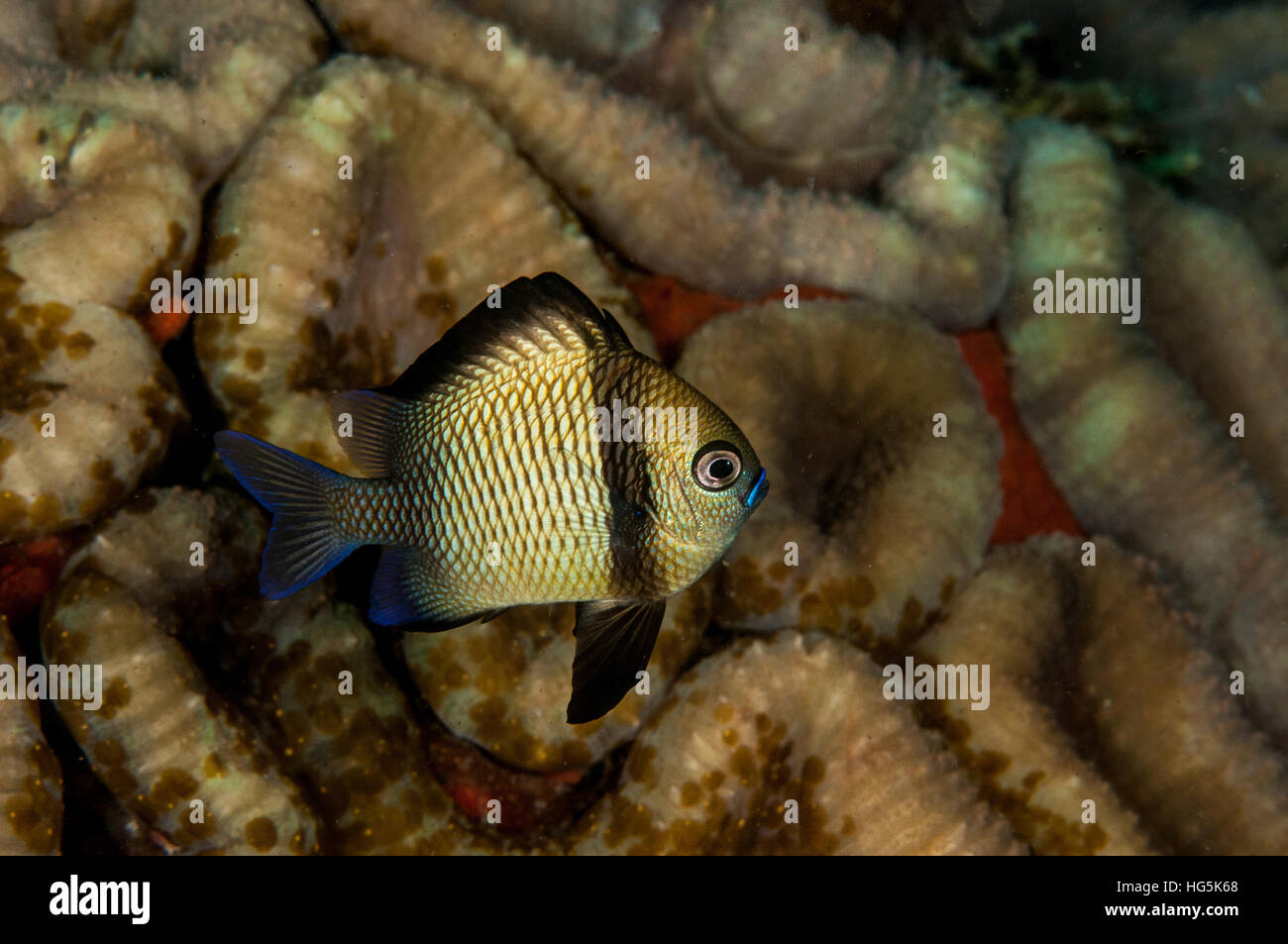 Two Stripe Damselfish (Dascyllus reticulatus), Bali, Indonesia Stock ...