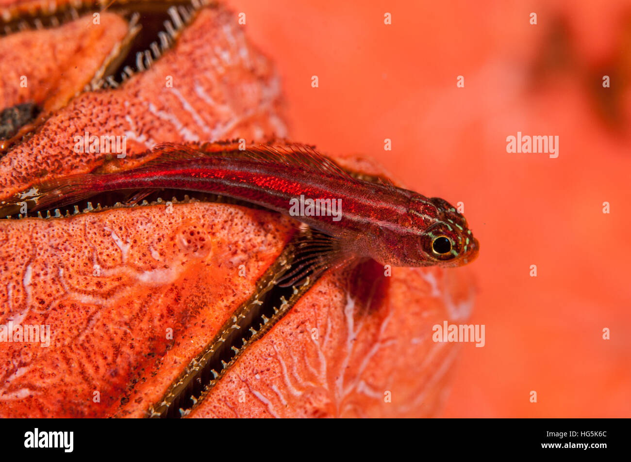 Striped triplefin fish hi-res stock photography and images - Alamy