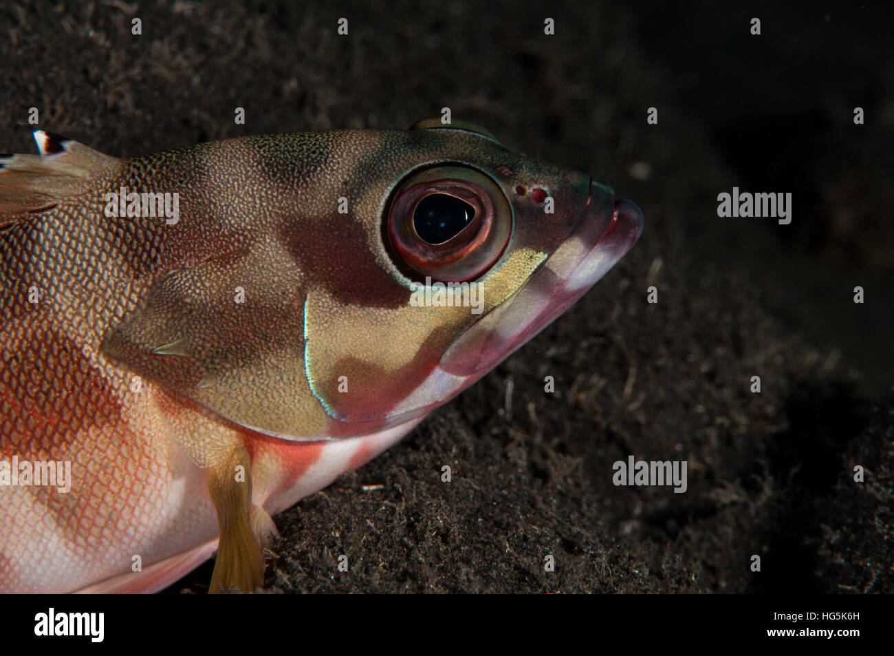 Brownbarred Rockcod, Bali, Indonesia Stock Photo - Alamy