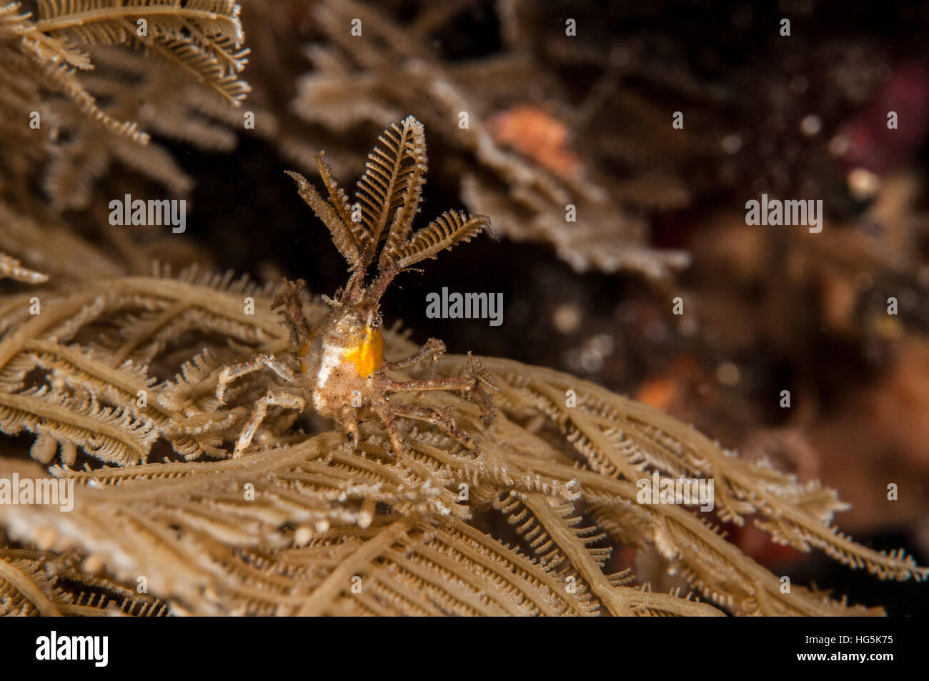 Hyastenus sp bali hi-res stock photography and images - Alamy