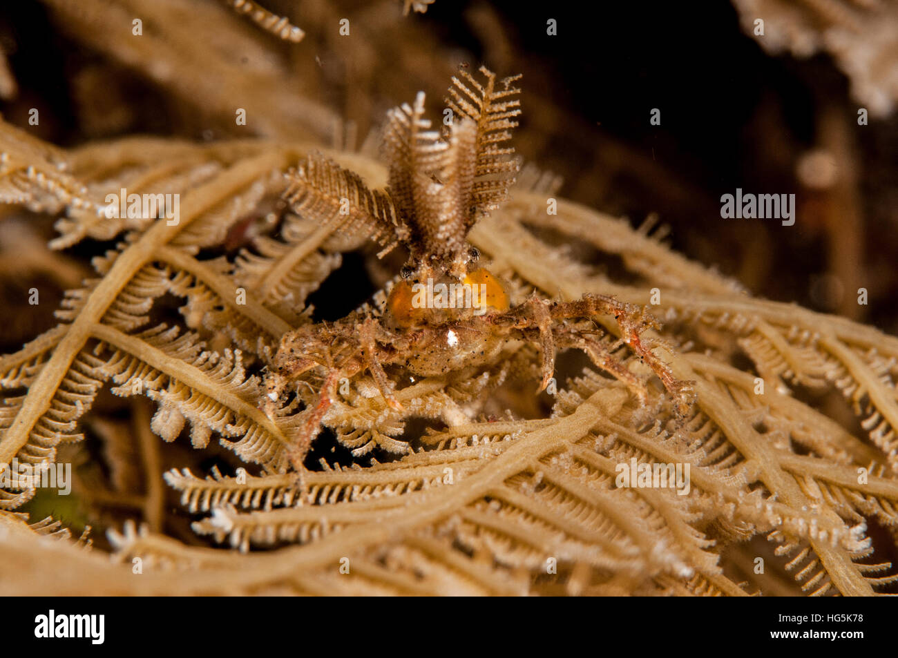 Hyastenus sp bali hi-res stock photography and images - Alamy