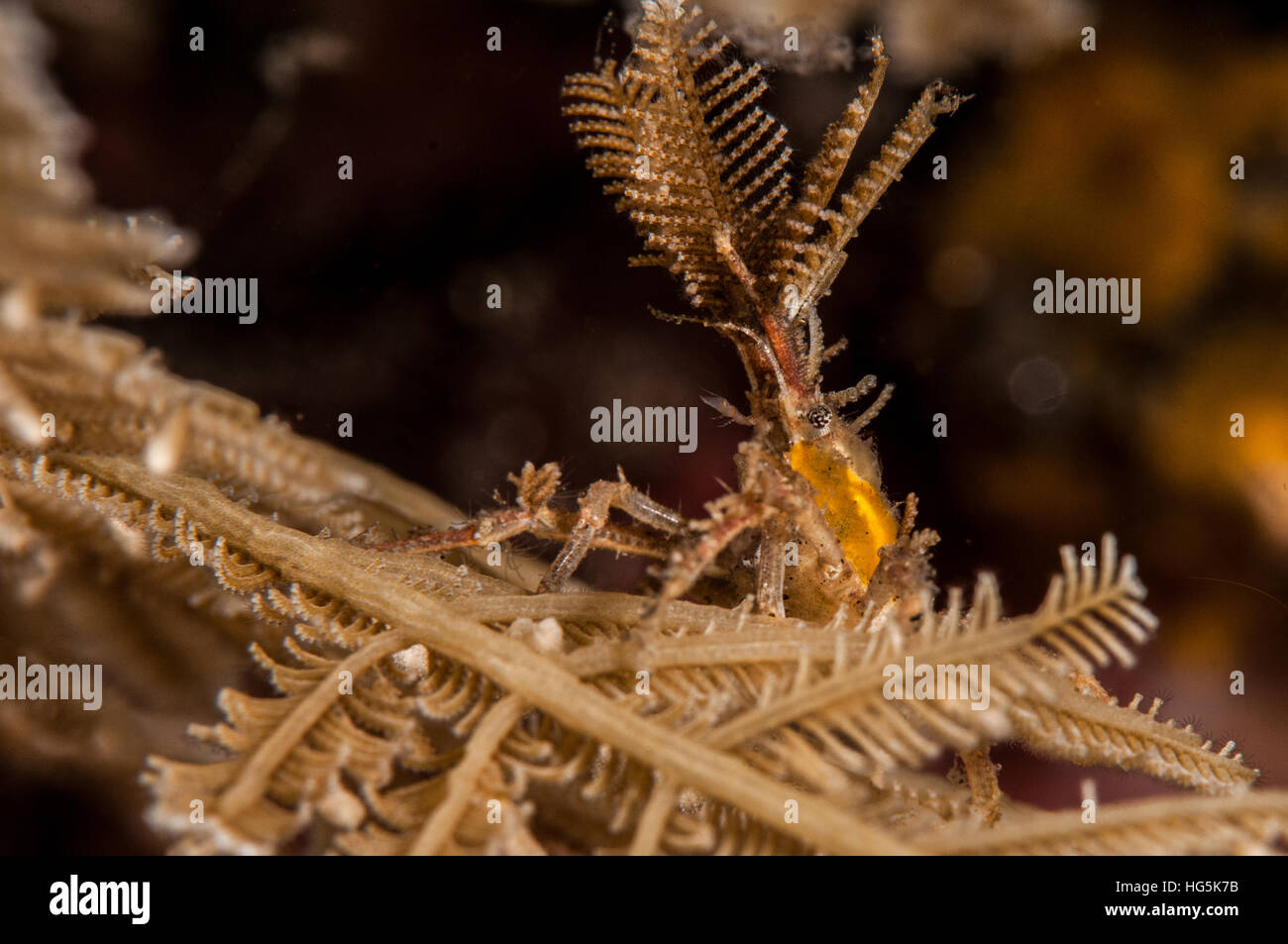 Hyastenus sp bali hi-res stock photography and images - Alamy