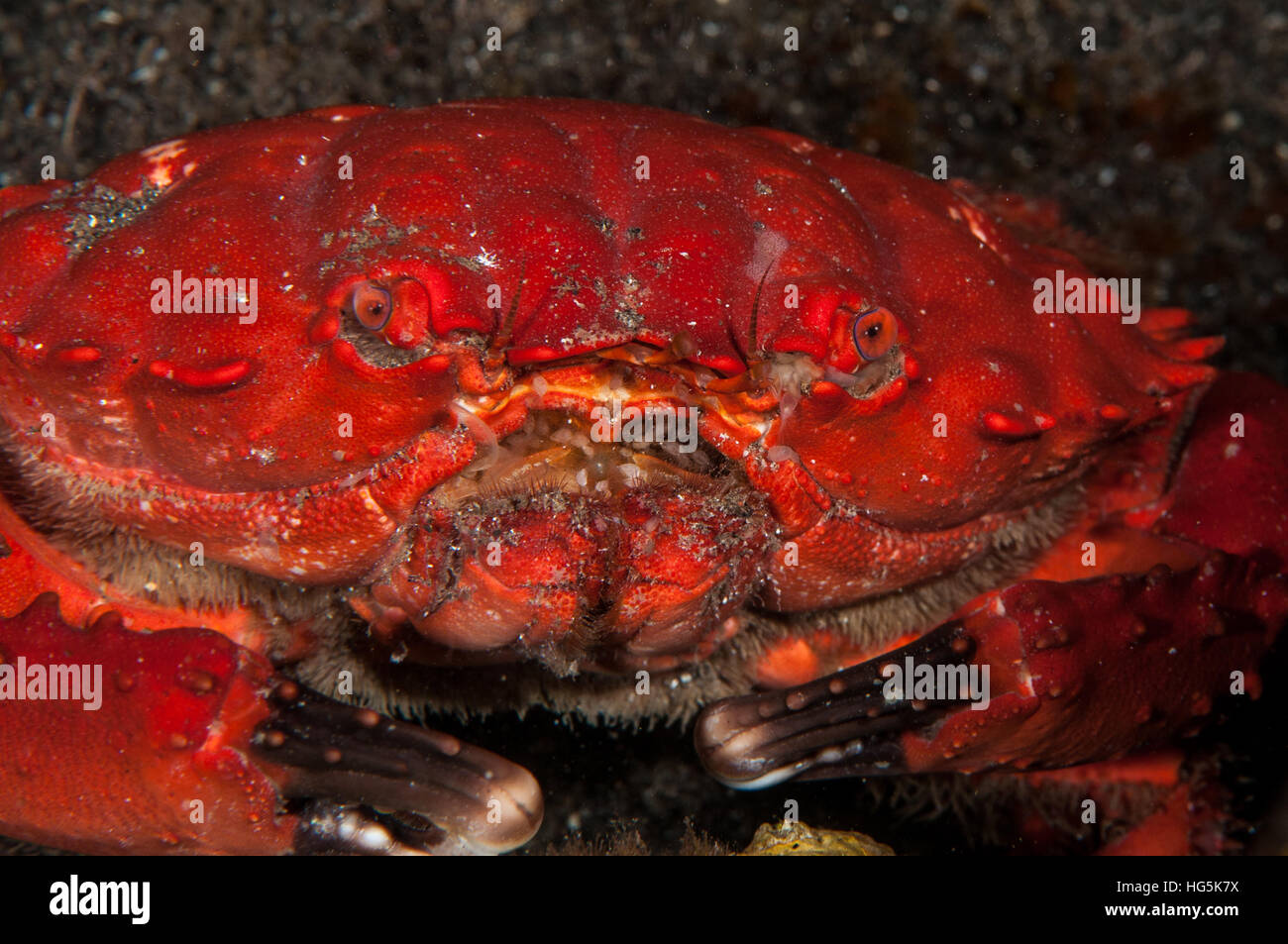 Splendid Pebble Crab (Etisus splendidus), Bali, Indonesia Stock Photo ...