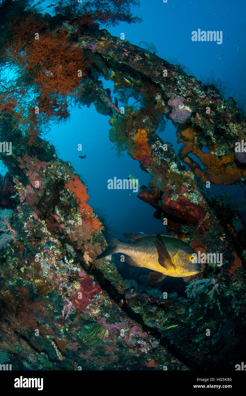 Midnight Snapper (Macolor macularis), bali, Indonesia Stock Photo - Alamy