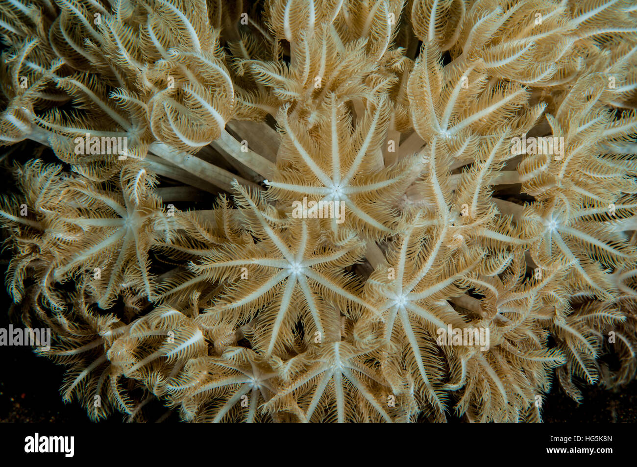 Octocoral hi-res stock photography and images - Alamy