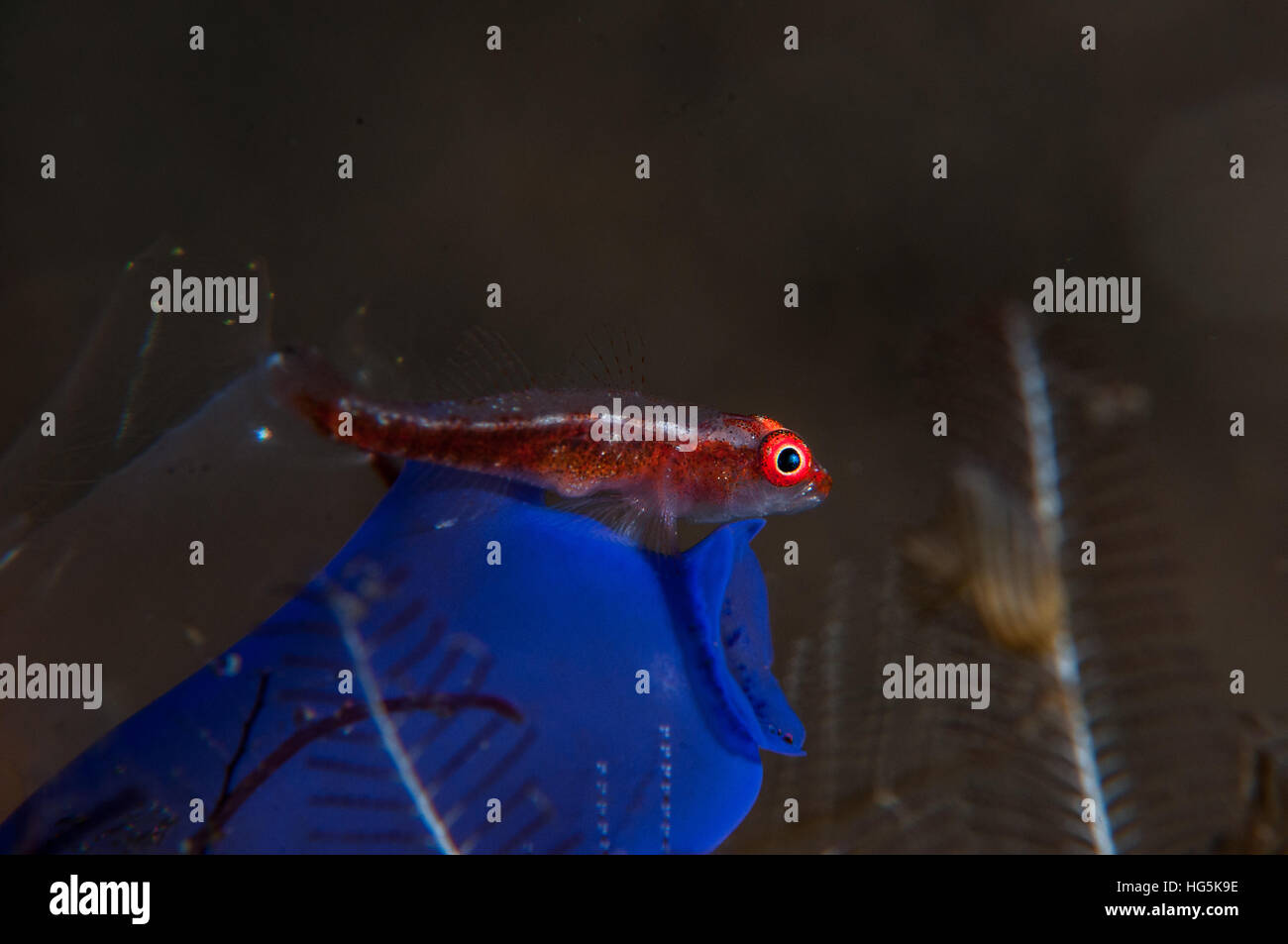Large whip goby hi-res stock photography and images - Alamy