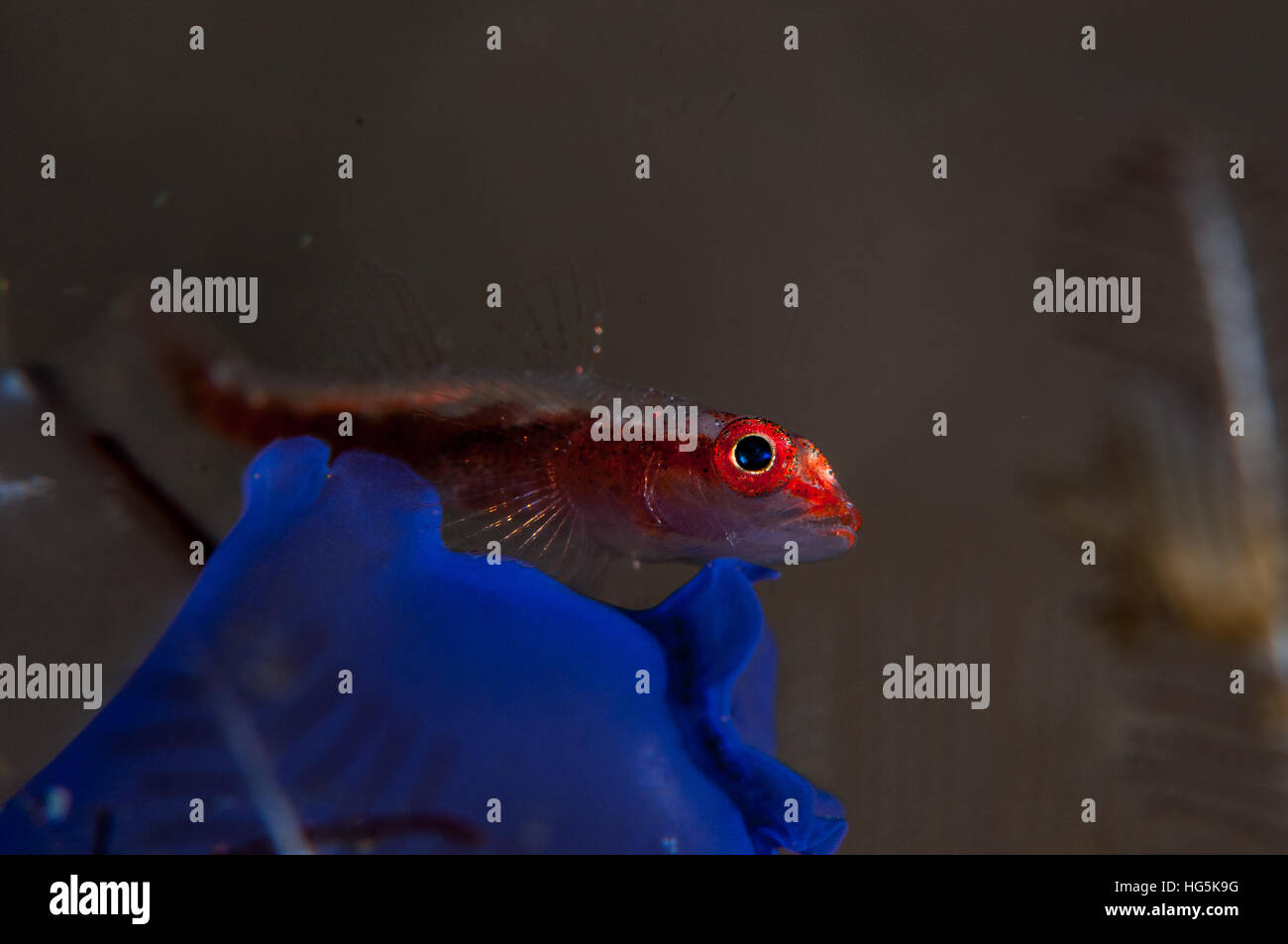 Large Whip Goby (Bryaninops amplus) in Bali, Indonesia Stock Photo - Alamy
